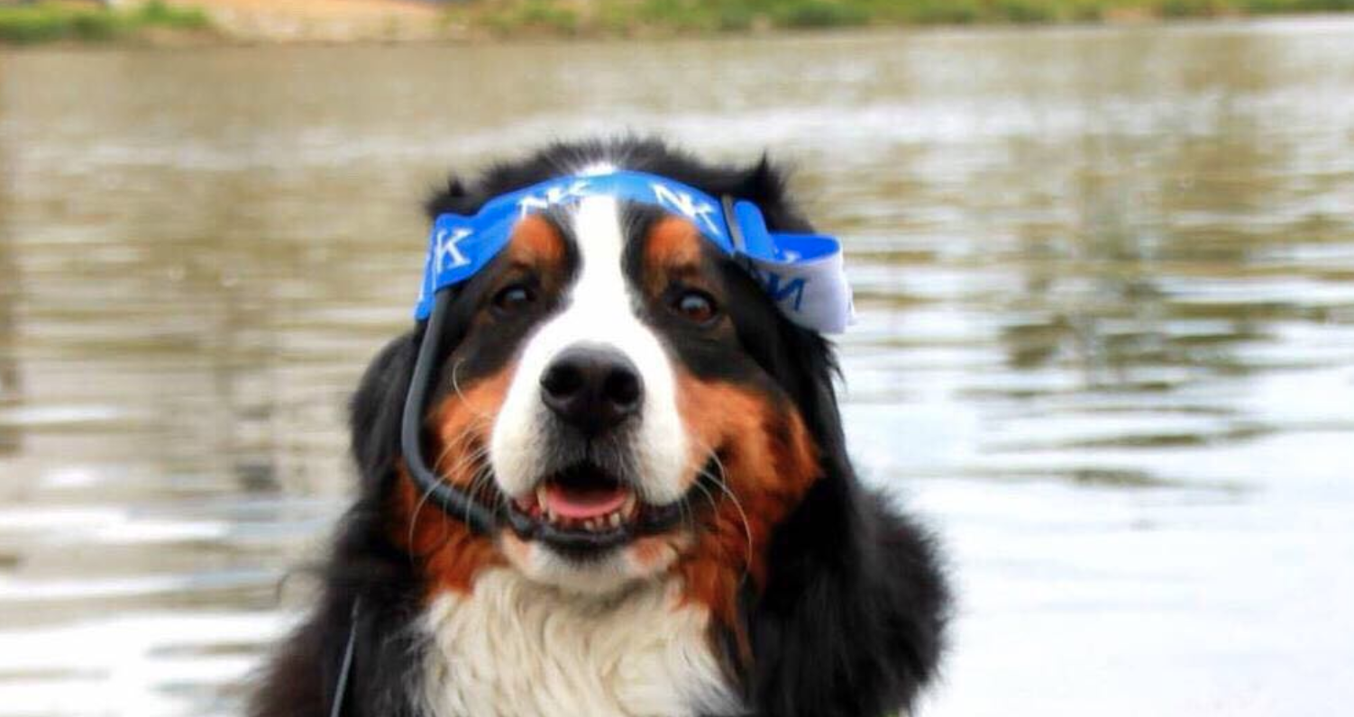Best Rowing Dogs Part IV - Rowing Travel Blog